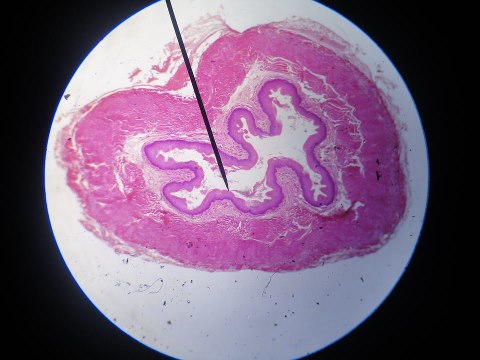 Marwa Saad Mohamady Mahmoud|Course Files:practical histology